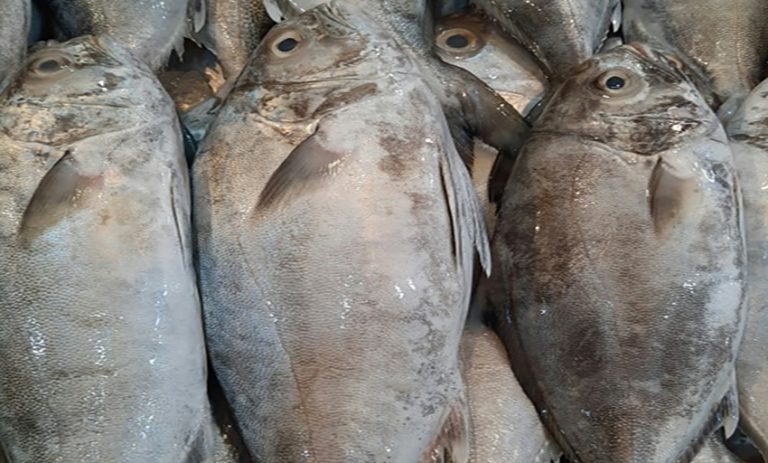 ماهی همام ( حمام ) و خواص فوق العاده آن - ماهی میگو کارون