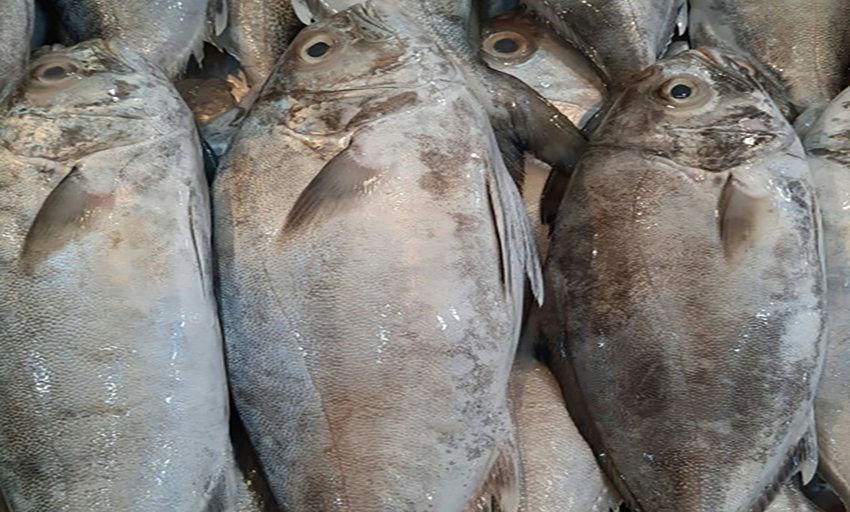 ماهی همام ( حمام ) و خواص فوق العاده آن - ماهی میگو کارون