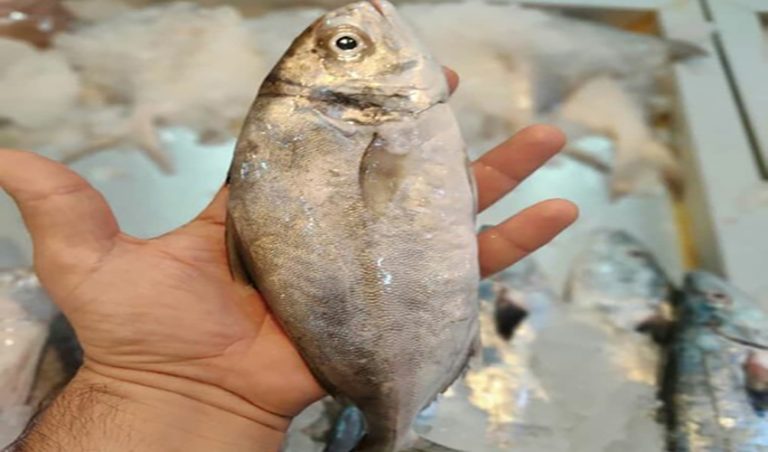 ماهی همام ( حمام ) و خواص فوق العاده آن - ماهی میگو کارون